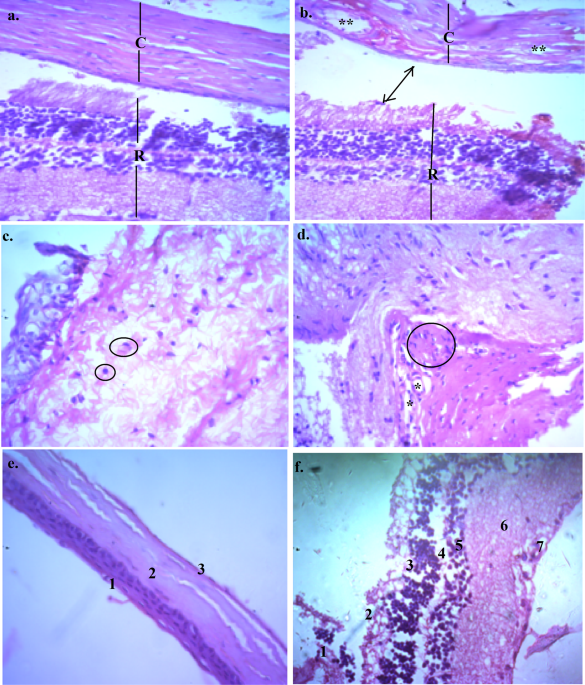 Fundamental pharmacological expressions on ocular exposure to capsaicin ...