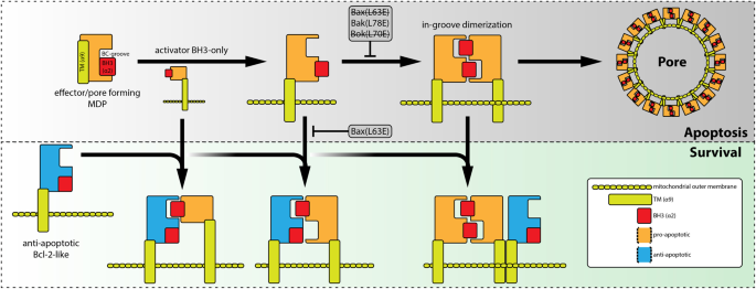 Contribution of BH3-domain and Transmembrane-domain to the Activity and ...
