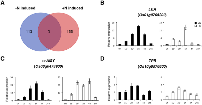 Early molecular events associated with nitrogen deficiency in rice ...