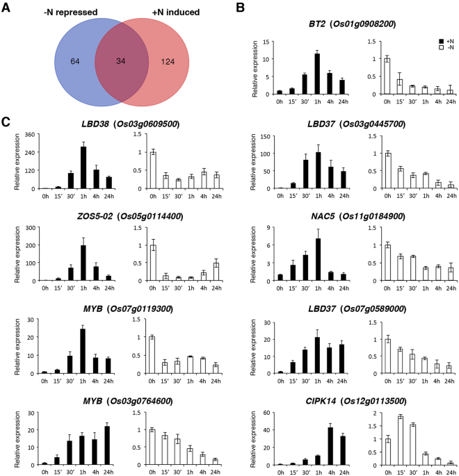 Early molecular events associated with nitrogen deficiency in rice ...