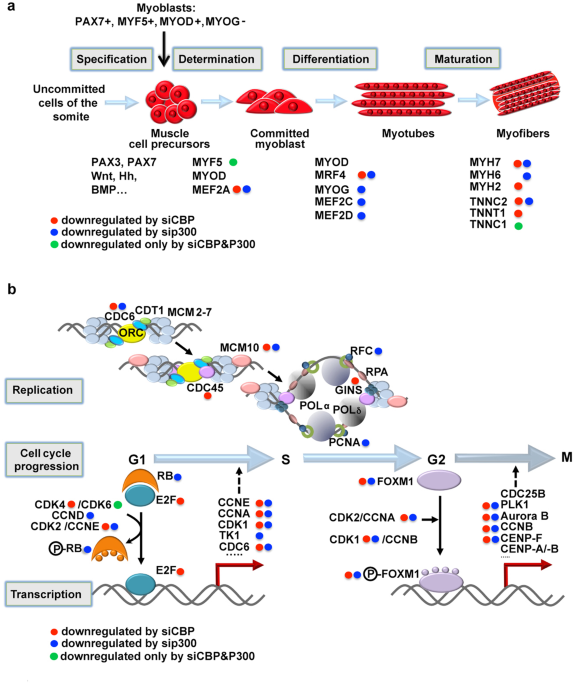 CBP and P300 regulate distinct gene networks required for human primary ...