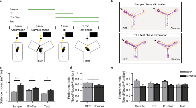 Optogenetic induction of the schizophrenia-related endophenotype of ...