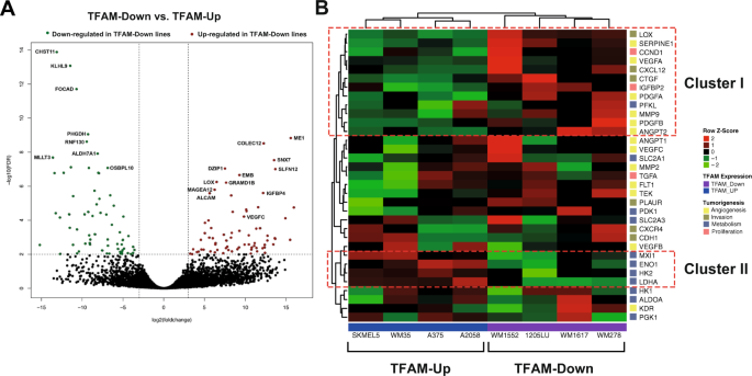 Mitochondrial transcription factor A (TFAM) shapes metabolic and ...