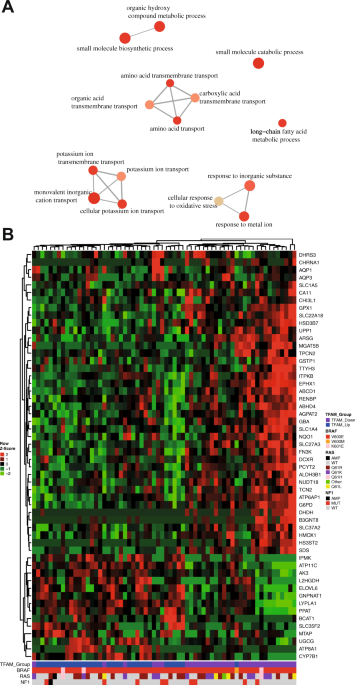 Mitochondrial transcription factor A (TFAM) shapes metabolic and ...