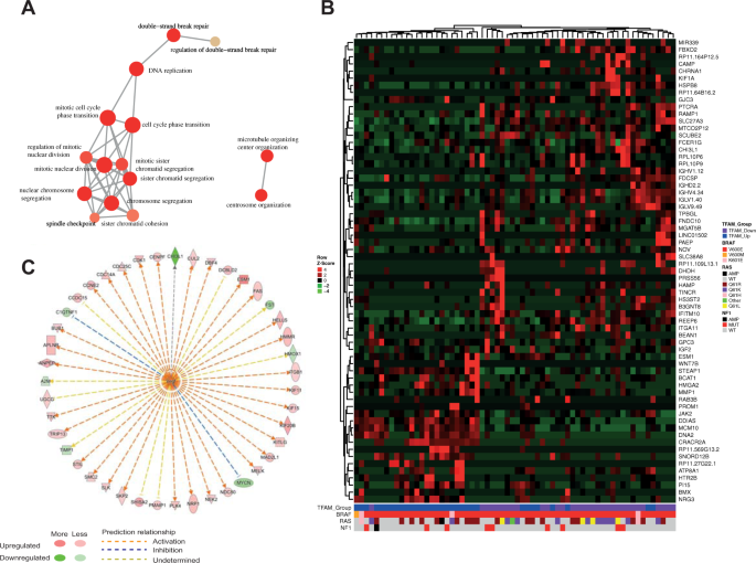 Mitochondrial transcription factor A (TFAM) shapes metabolic and ...