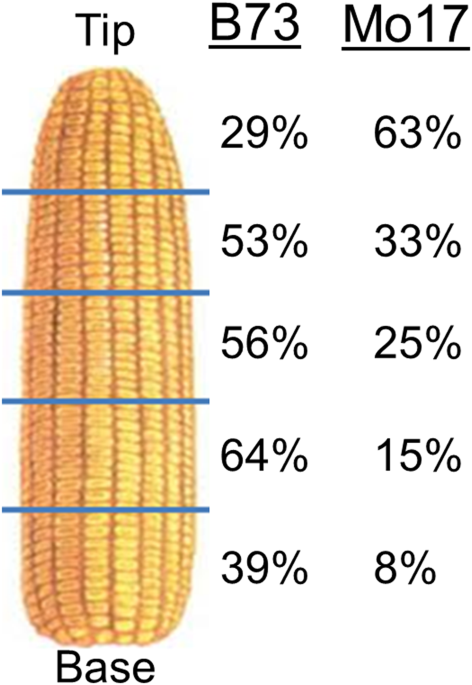 Ovary abortion is prevalent in diverse maize inbred lines and is under ...