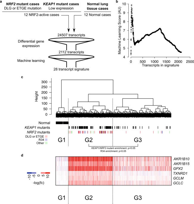 A catalogue of somatic NRF2 gain-of-function mutations in cancer | Scientific Reports