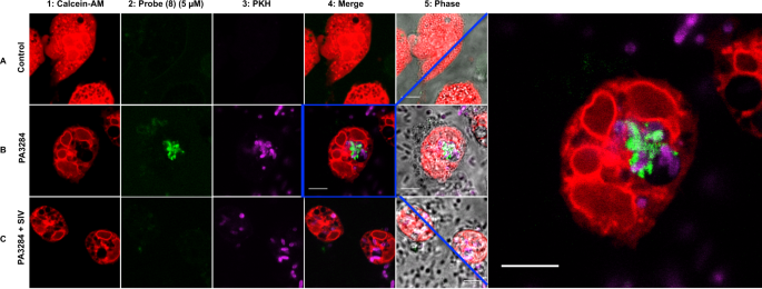 Super-silent FRET Sensor Enables Live Cell Imaging and Flow Cytometric ...