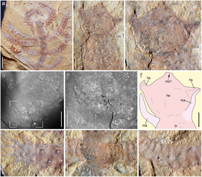 A Cambrian unarmoured lobopodian, † Lenisambulatrix humboldti gen. et ...