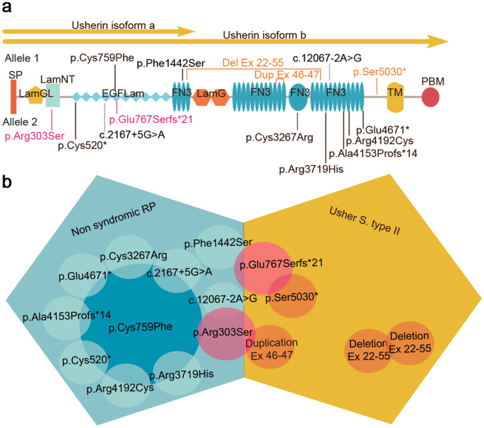 Searching the second hit in patients with inherited retinal dystrophies ...