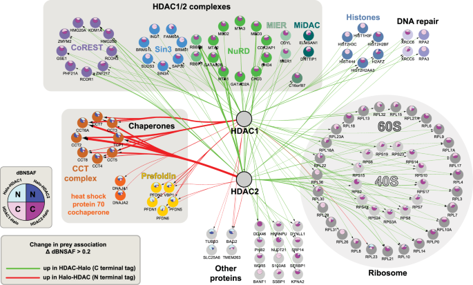 Differential HDAC1/2 network analysis reveals a role for prefoldin/CCT ...