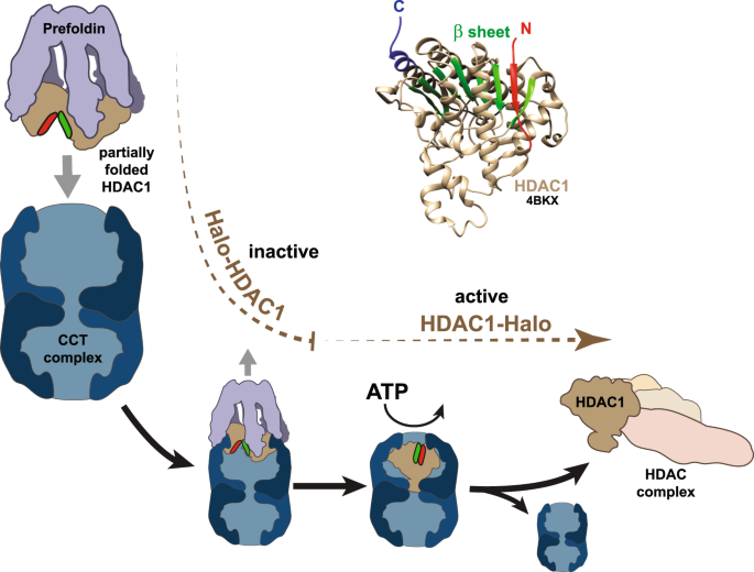 Differential HDAC1/2 network analysis reveals a role for prefoldin/CCT ...