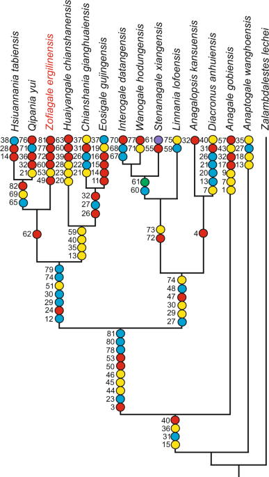 A new Eocene anagalid (Mammalia: Euarchontoglires) from Mongolia and ...