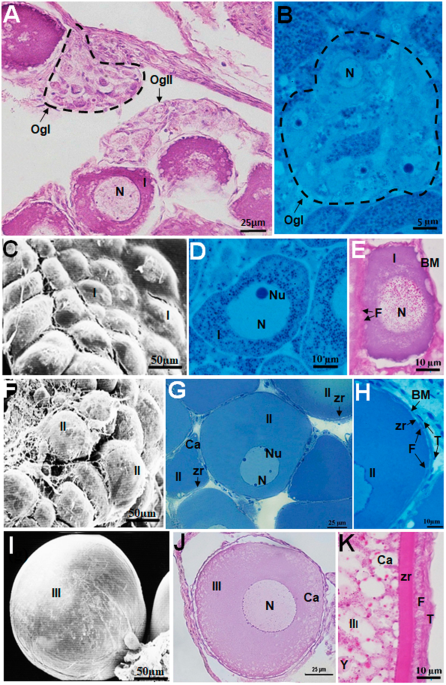 Oocyte growth, follicular complex formation and extracellular-matrix ...