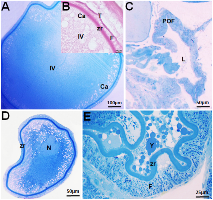 Oocyte growth, follicular complex formation and extracellular-matrix ...