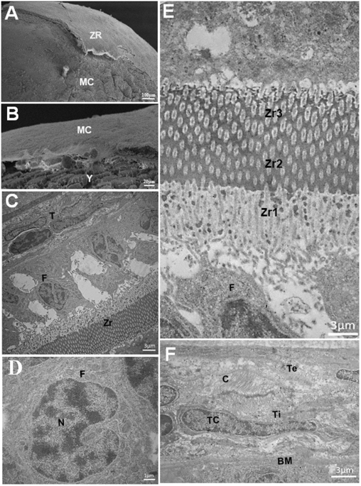 Oocyte growth, follicular complex formation and extracellular-matrix ...