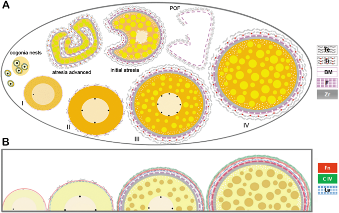 Oocyte growth, follicular complex formation and extracellular-matrix ...