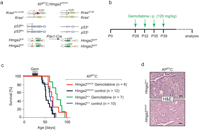 Hmga2 is dispensable for pancreatic cancer development, metastasis, and ...