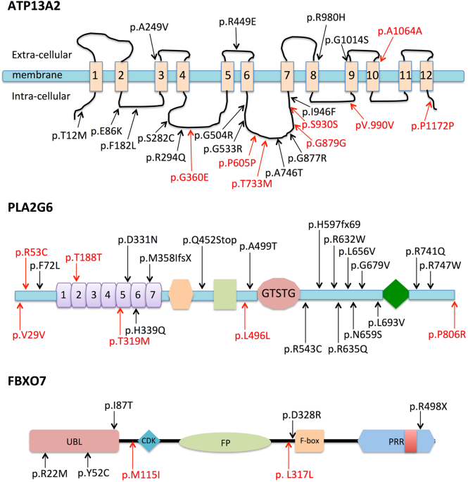 Genetic analysis of ATP13A2, PLA2G6 and FBXO7 in a cohort of Chinese ...