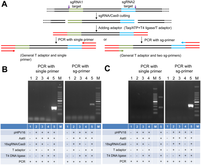CRISPR-typing PCR (ctPCR), a new Cas9-based DNA detection method ...