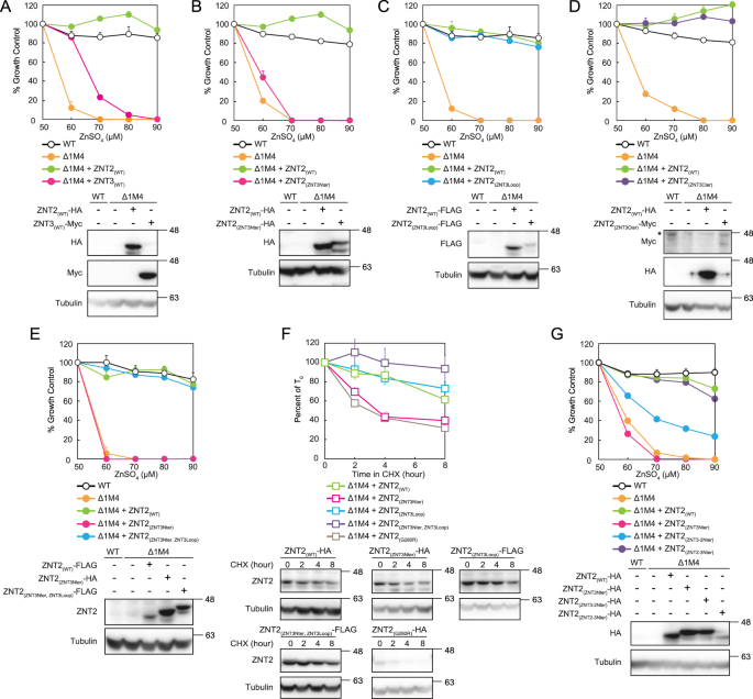 Evaluation Of The Roles Of The Cytosolic N Terminus And His Rich Loop