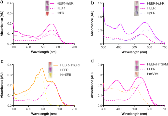 Overexpression of Different Types of Microbial Rhodopsins with a Highly ...