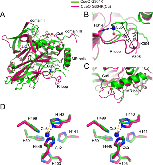 Crystal structures of multicopper oxidase CueO G304K mutant: structural ...