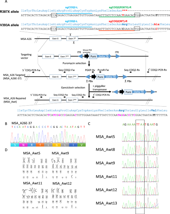 The pathogenesis linked to coenzyme Q10 insufficiency in iPSC-derived ...