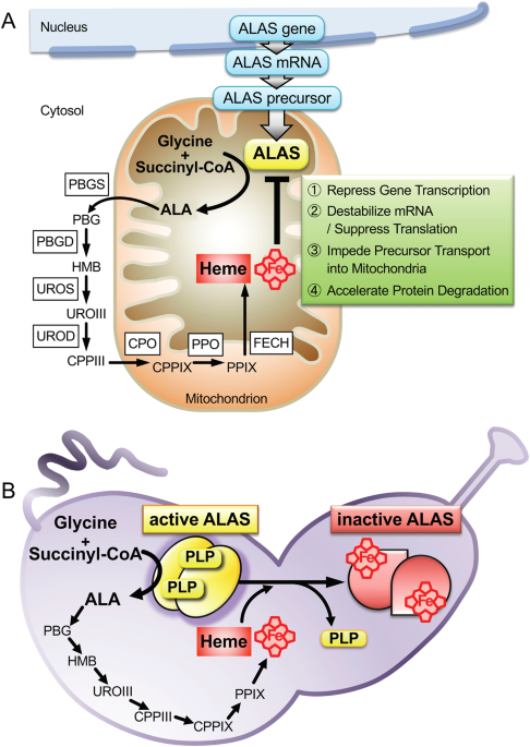Heme Dependent Inactivation Of 5 Aminolevulinate Synthase From