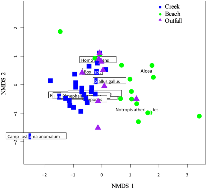 Fecal source tracking and eDNA profiling in an urban creek following an ...