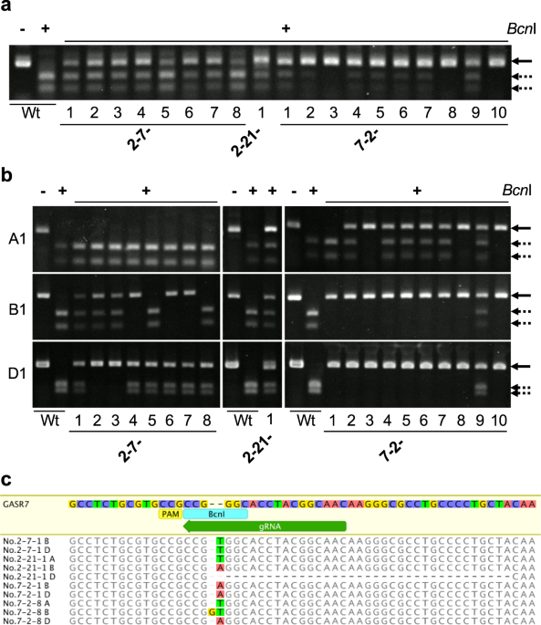 Biolistic-delivery-based transient CRISPR/Cas9 expression enables in ...