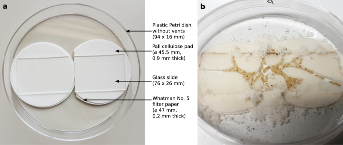 Termites shape their collective behavioural response based on stage of ...