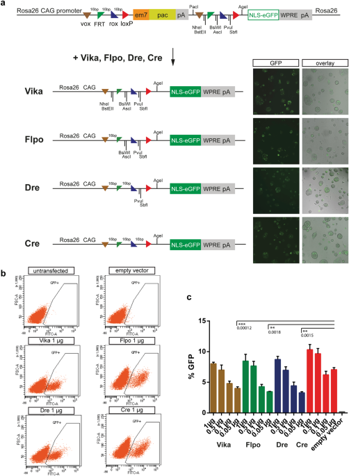 A single reporter mouse line for Vika, Flp, Dre, and Cre-recombination ...