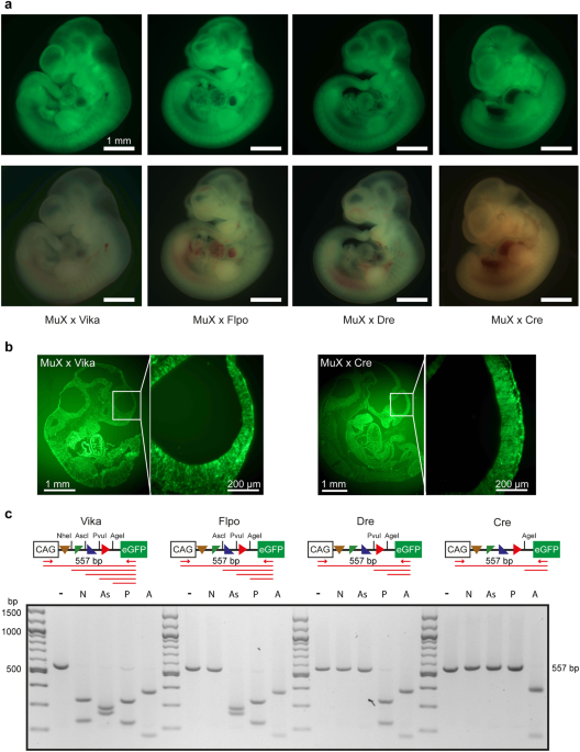A single reporter mouse line for Vika, Flp, Dre, and Cre-recombination ...