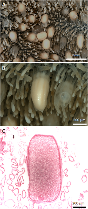 Integrated evidence reveals a new species in the ancient blue coral ...