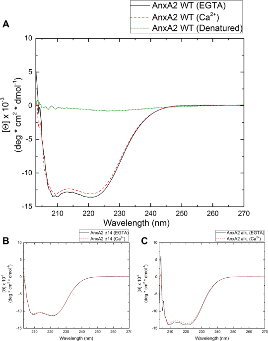 Bridging of membrane surfaces by annexin A2 | Scientific Reports