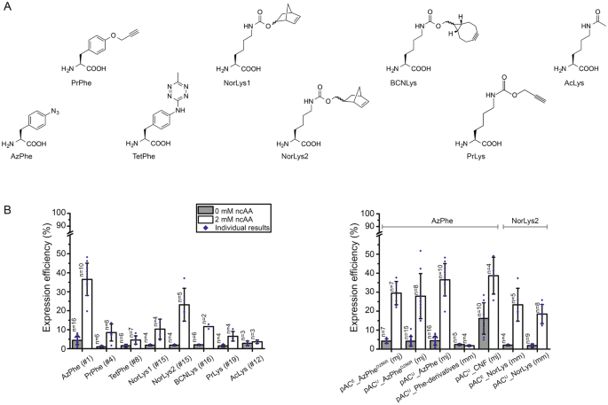 Site-Specific Labelling of Multidomain Proteins by Amber Codon ...