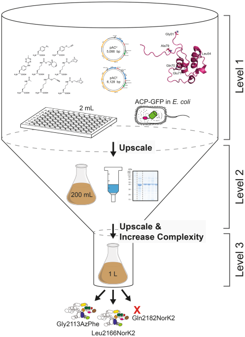 Site-Specific Labelling of Multidomain Proteins by Amber Codon ...