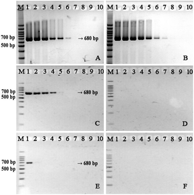 Enhancement of PCR Sensitivity and Yield Using Thiol-modified Primers ...