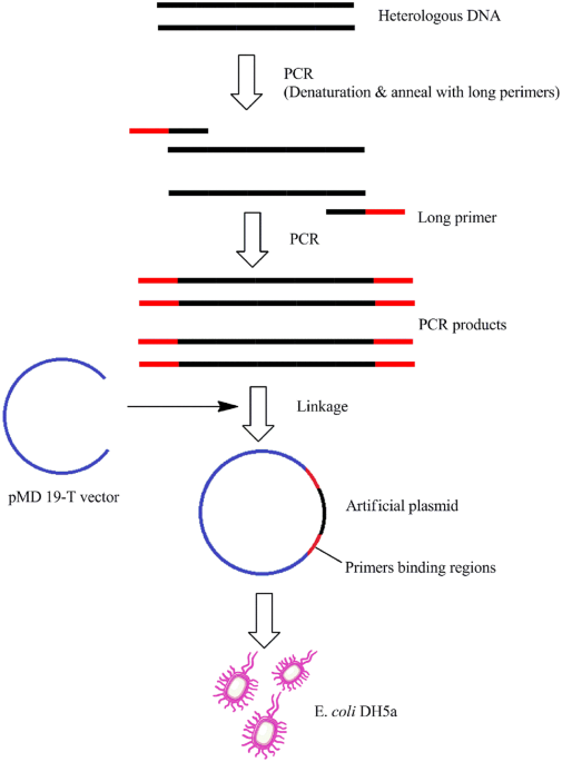 Enhancement of PCR Sensitivity and Yield Using Thiol-modified Primers ...