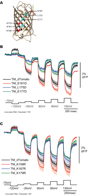 A dimeric fluorescent protein yields a bright, red-shifted GEVI capable ...
