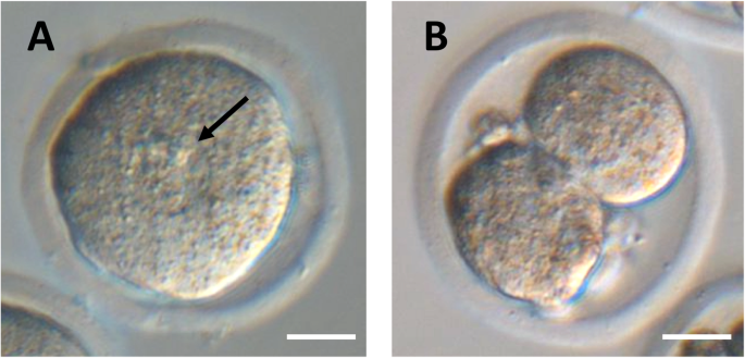 Generation of two-cell cloned embryos from mouse faecal cell ...