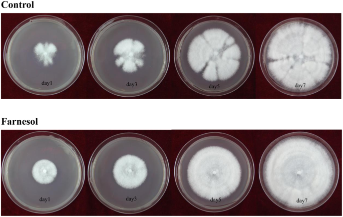 Farnesol-induced hyperbranched morphology with short hyphae and bulbous ...