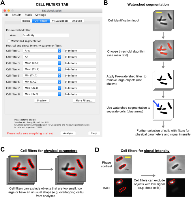 EzColocalization: An ImageJ plugin for visualizing and measuring colocalization in cells and ...