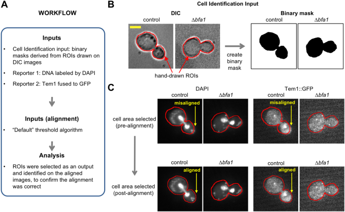 EzColocalization: An ImageJ plugin for visualizing and measuring colocalization in cells and ...