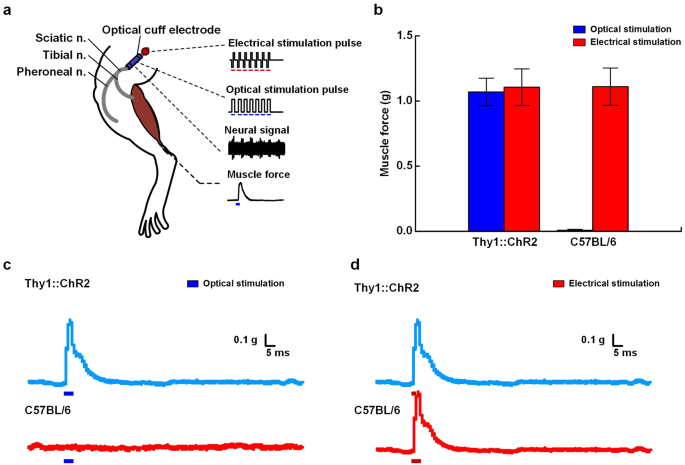 Compact Optical Nerve Cuff Electrode for Simultaneous Neural Activity ...