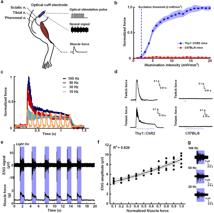 Compact Optical Nerve Cuff Electrode for Simultaneous Neural Activity ...