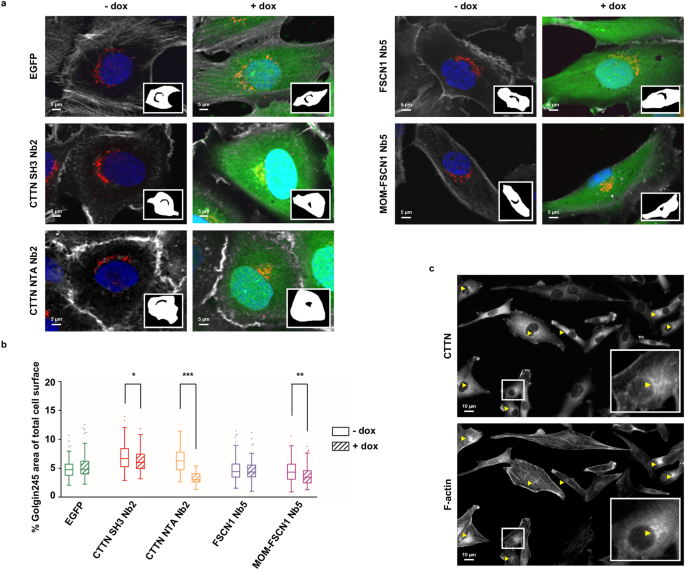 Cortactin and fascin-1 regulate extracellular vesicle release by ...