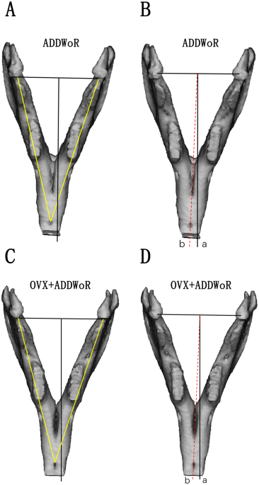 Experimental study on mandibular length and facial symmetry of low ...