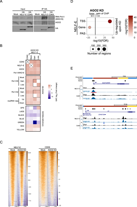 Argonaute2 attenuates active transcription by limiting RNA Polymerase ...